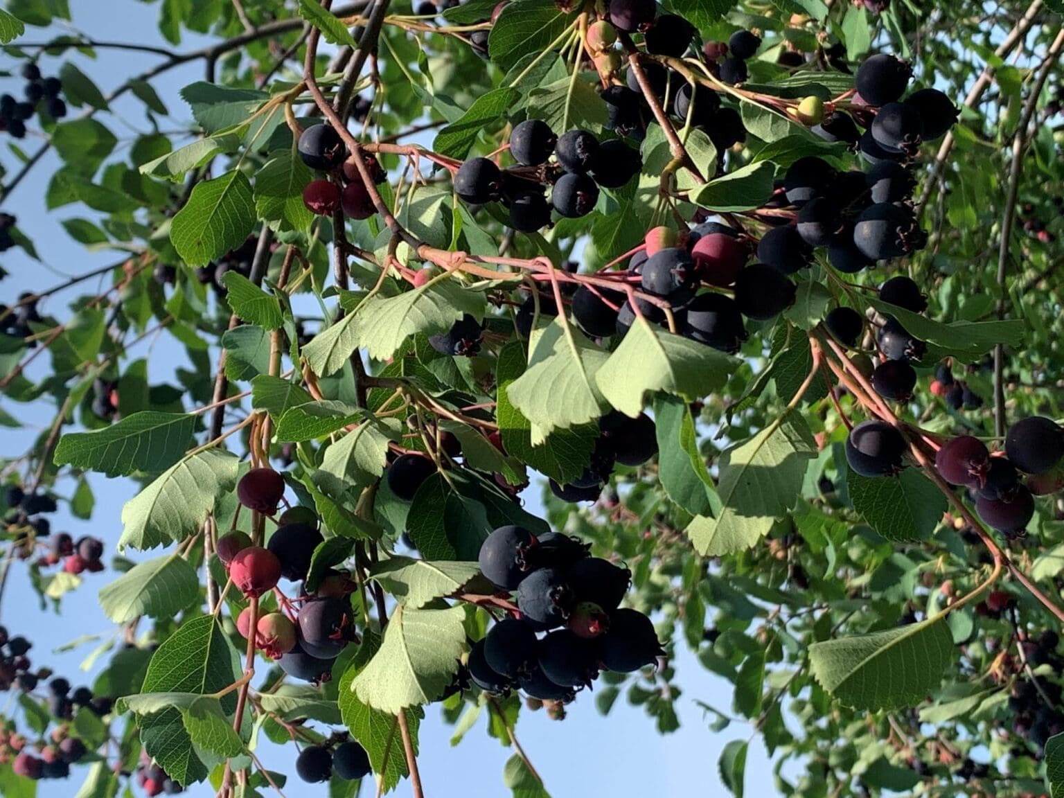 Old Farm Berry Patch | Discover Leduc Region