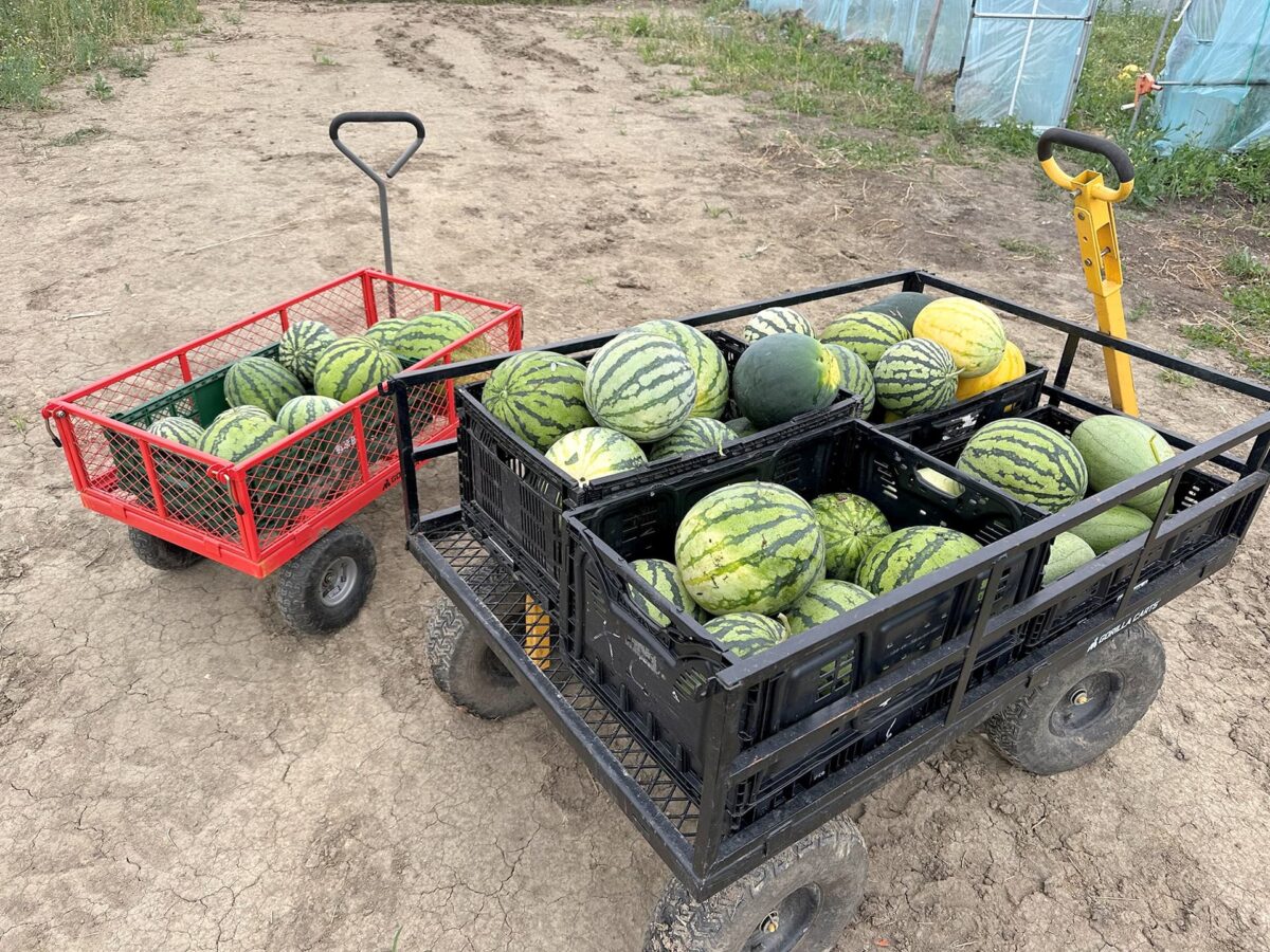 Spring Field Farm | Discover Leduc Region